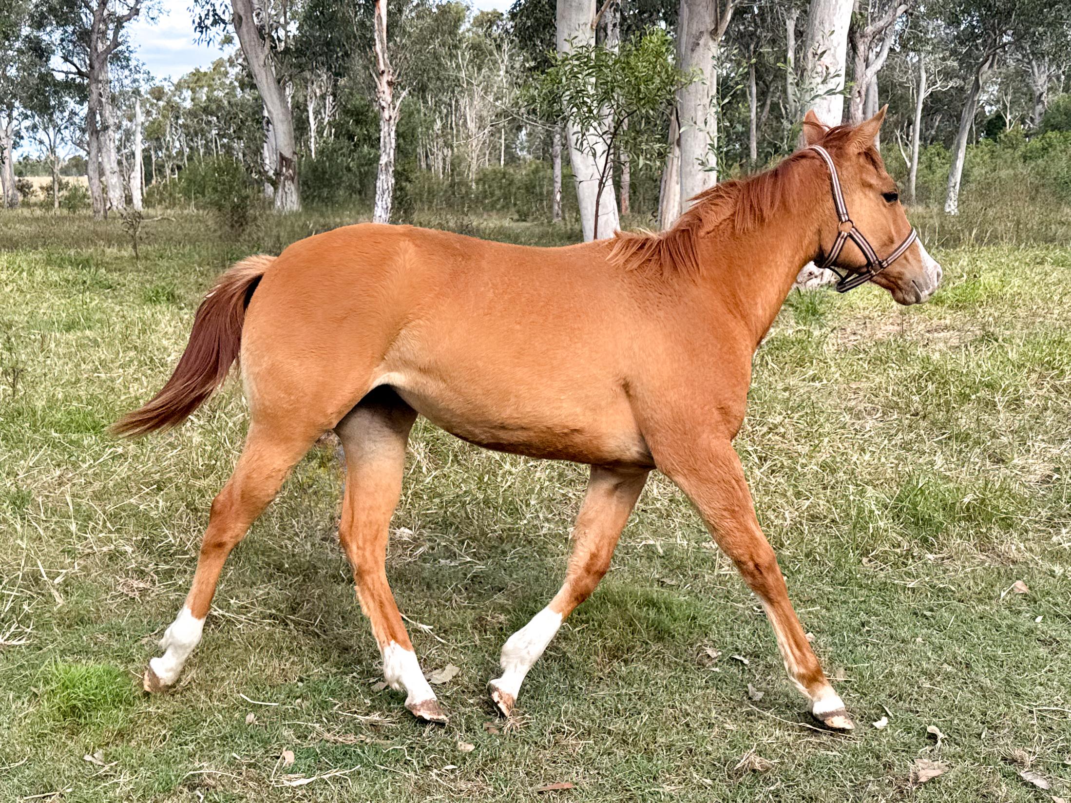 Registered Paint Filly Red Dun Yearling PHAA - Australia's #1 Equine ...