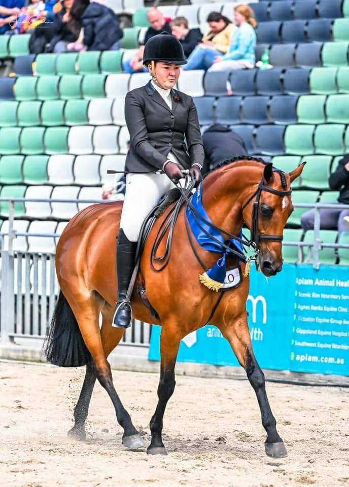 GN Qualified Large Show Hunter Galloway - Australia's #1 Equine ...