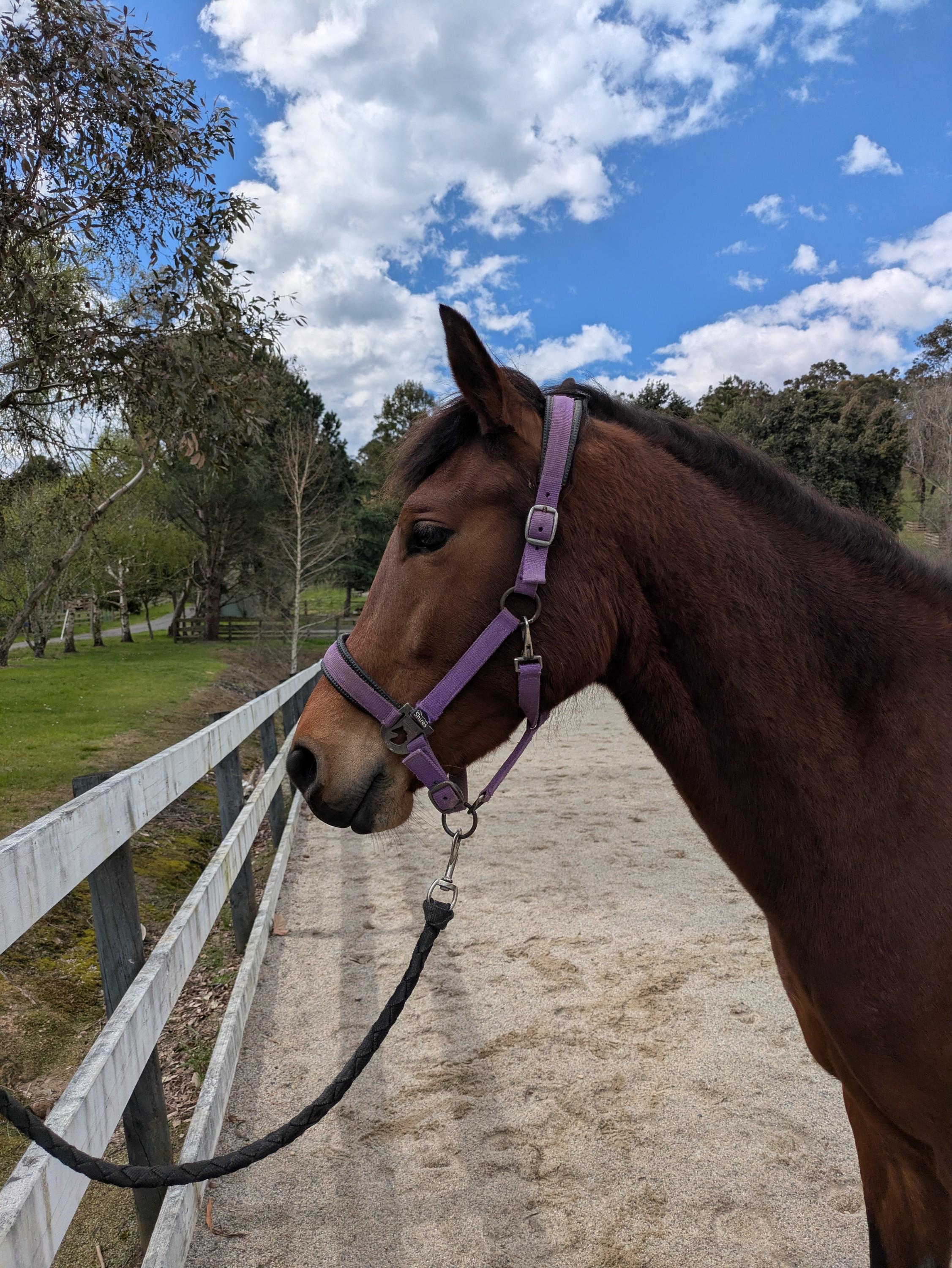 Connemara x warmblood mare breeding lease - Australia's #1 Equine ...