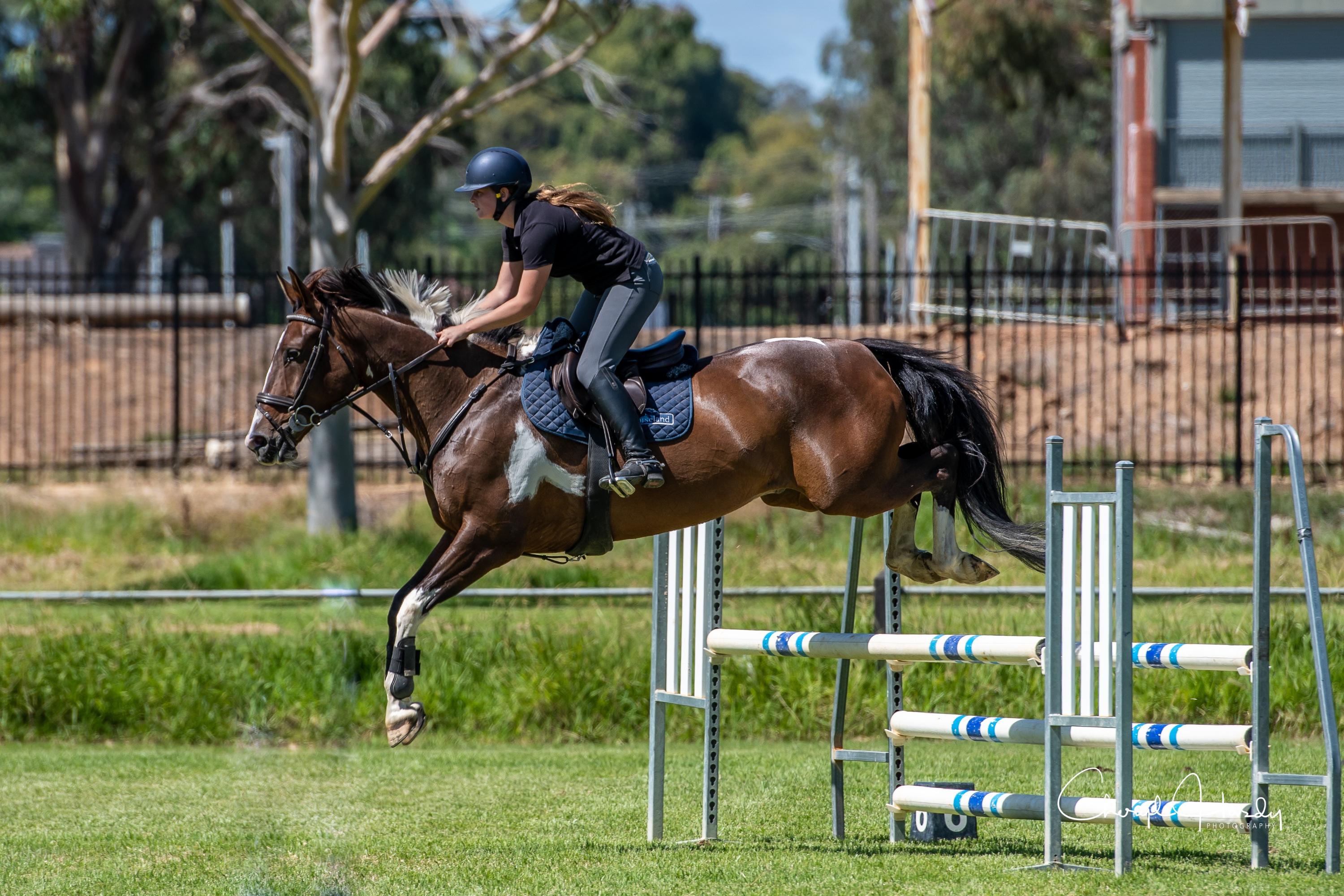Talented Showjumper - Cowboy Cash - Australia's #1 Equine Marketplace ...