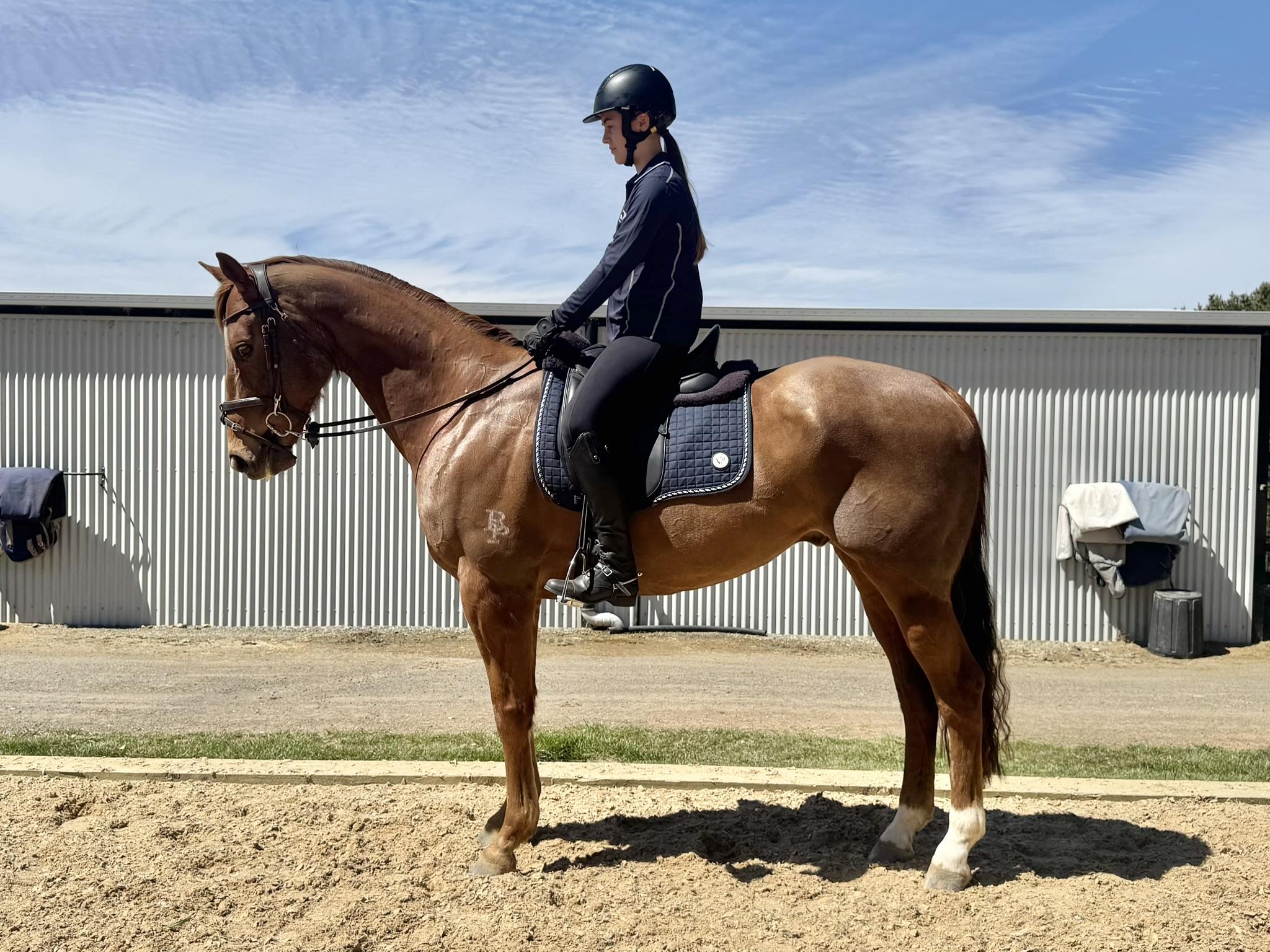 Anembo Berant 7yo, 16hh, chestnut TB gelding - Australia's #1 Equine ...