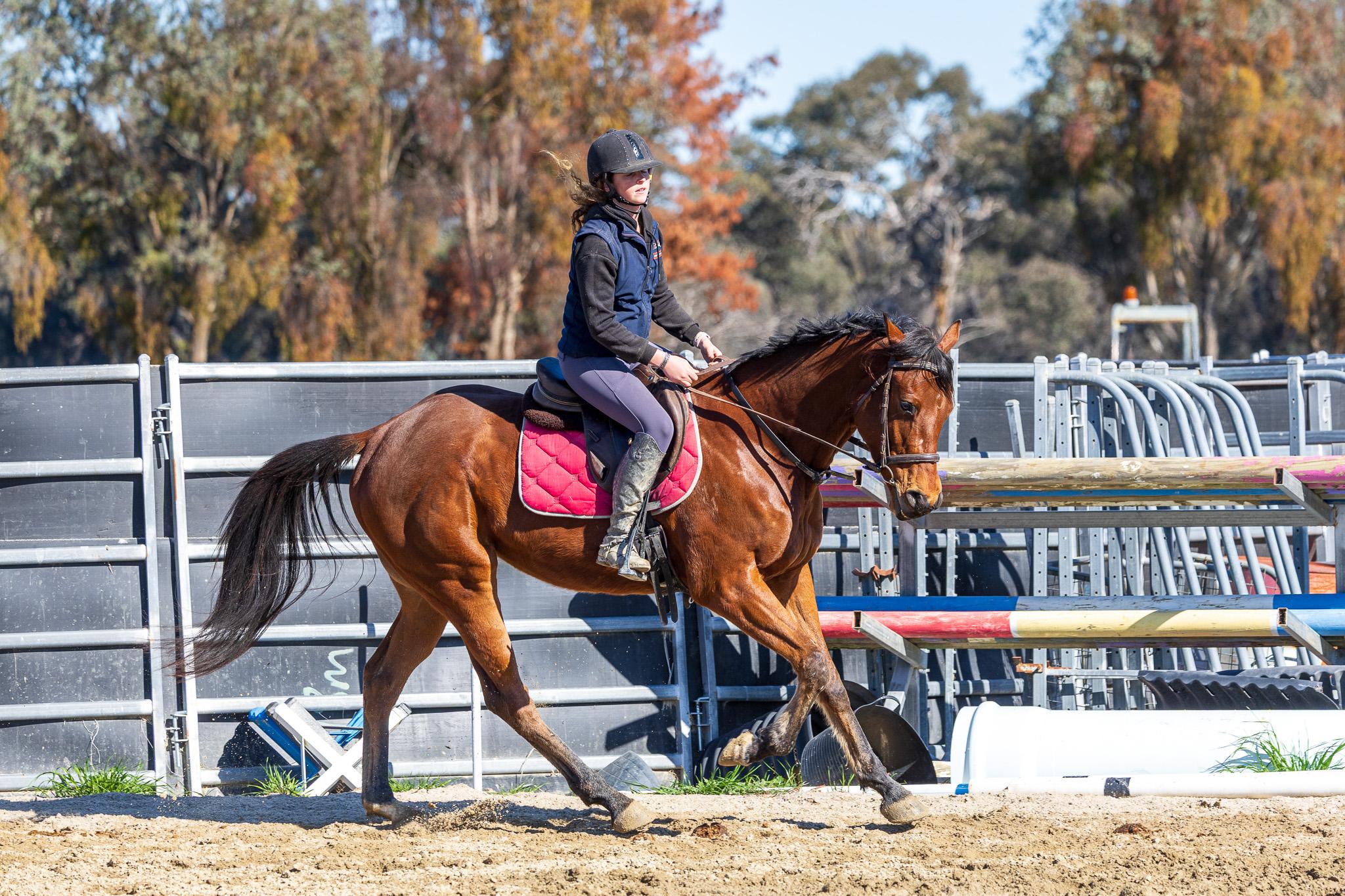 Lovely OTT Dressage prospect - Australia's #1 Equine Marketplace ...