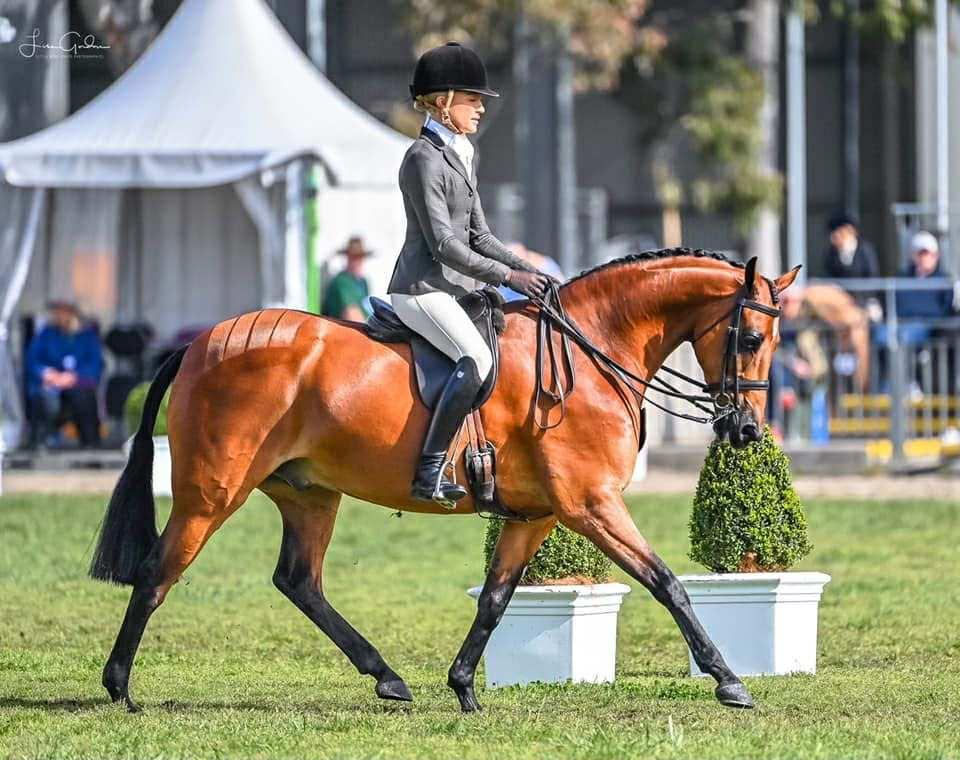 GN Qualified Large Show Hunter Galloway - Australia's #1 Equine ...