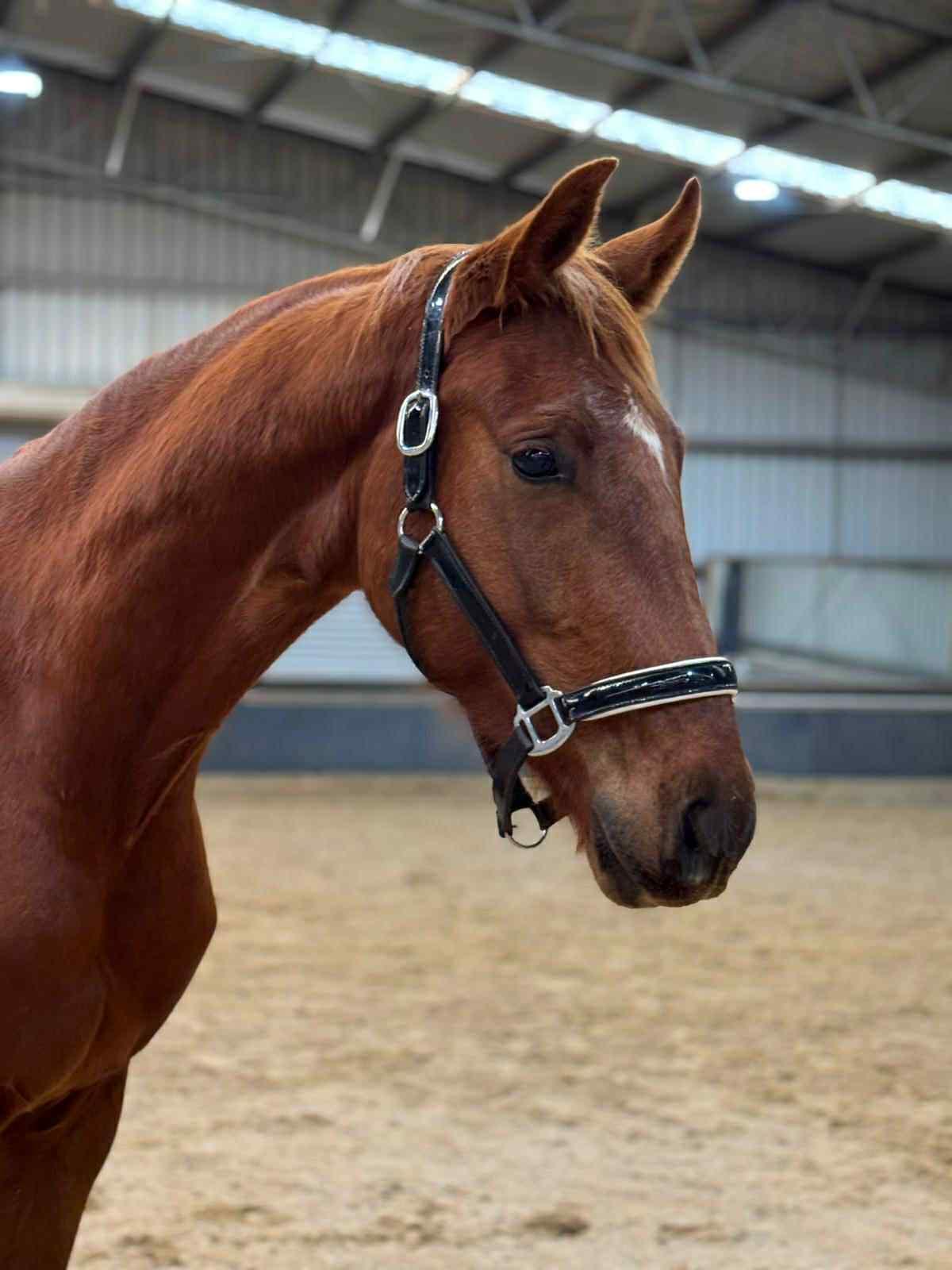 Forever Frankie - Australia's #1 Equine Marketplace - Horsezone.com.au